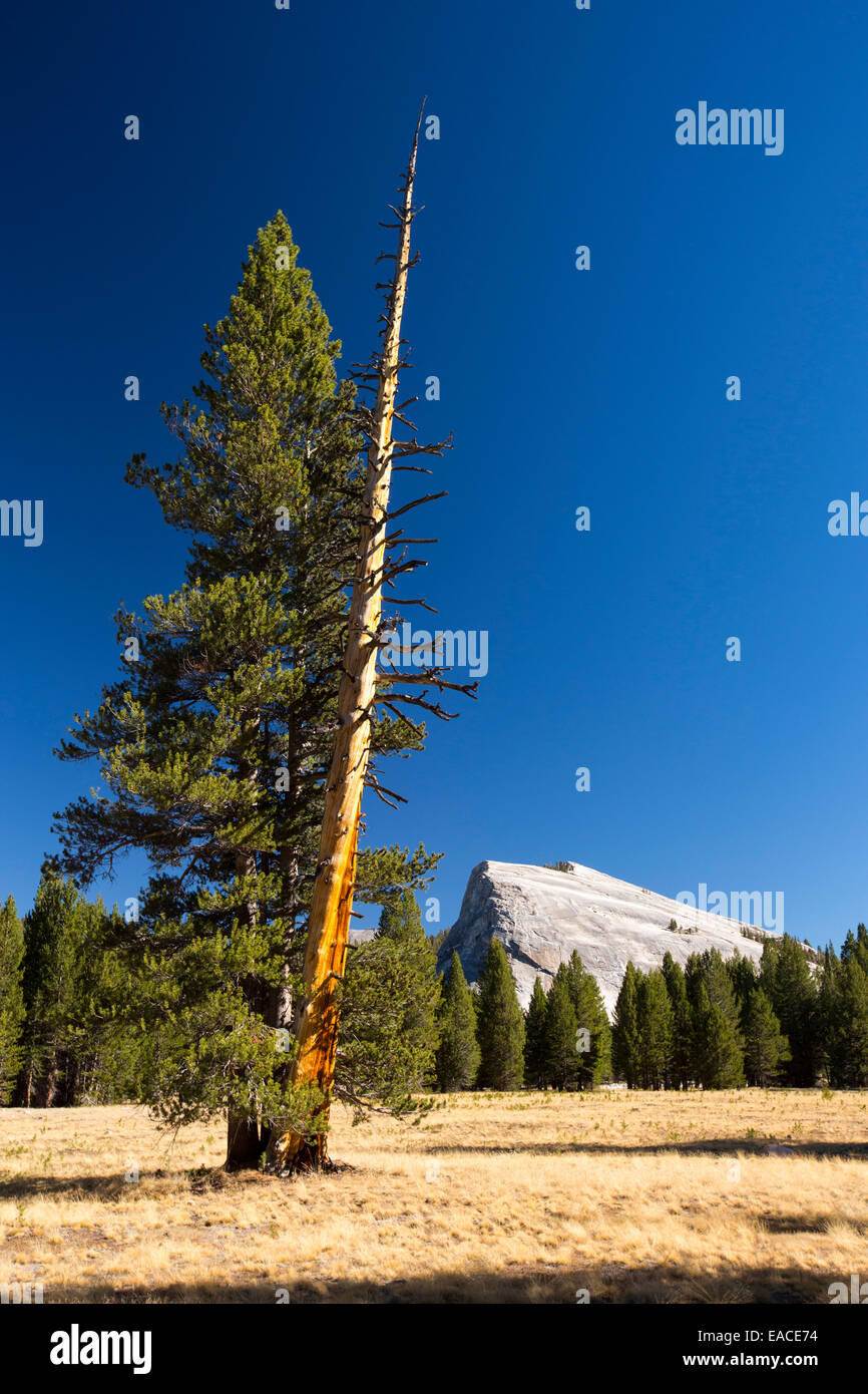 Dead dried up tree in forest hi-res stock photography and images - Alamy