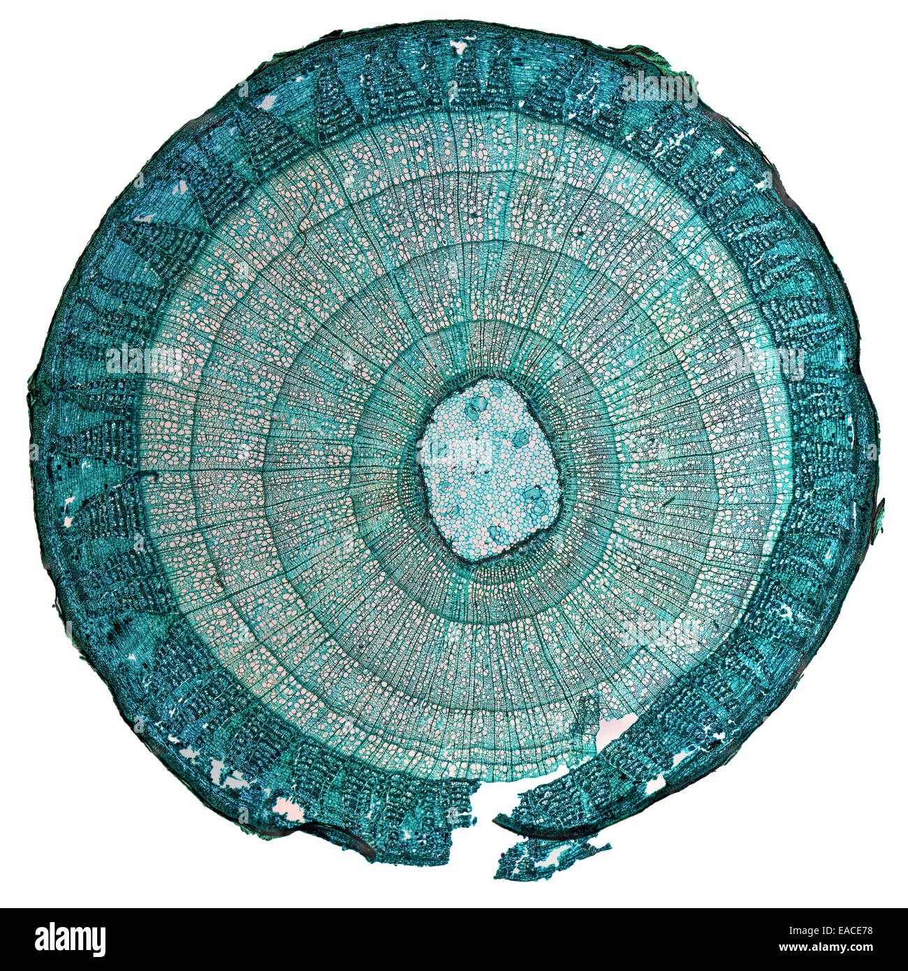 Cross section plant stem phloem xylem hi-res stock photography and ...
