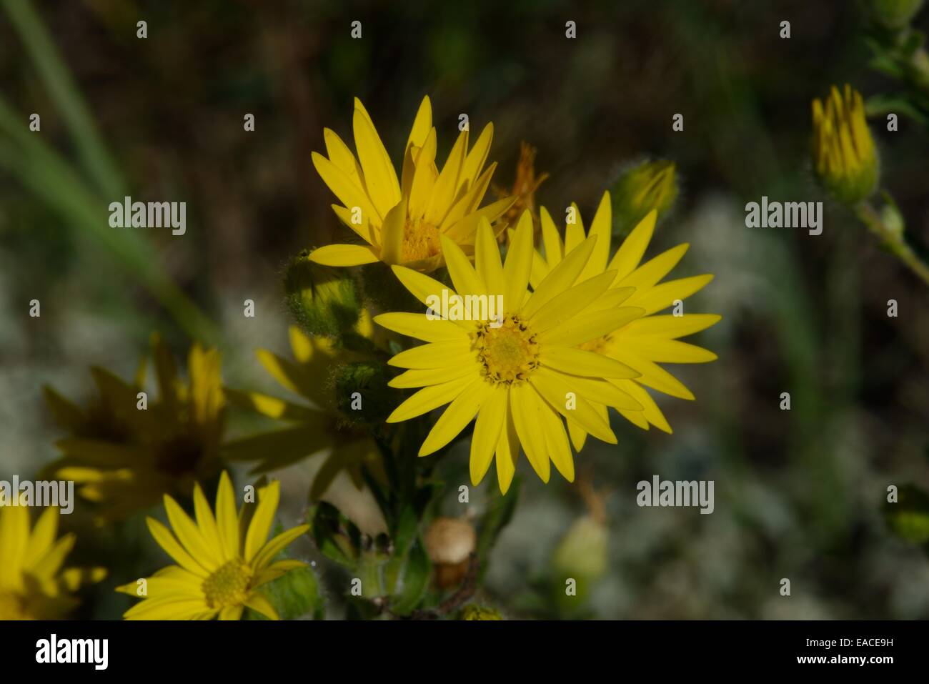 Sleepy Daisy (Xanthisma texanum Stock Photo - Alamy