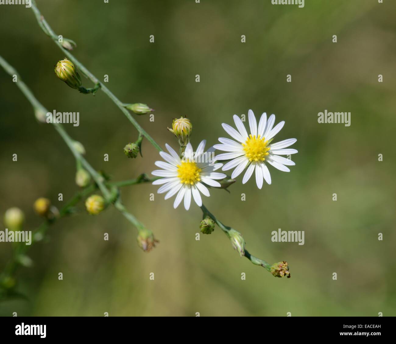 Roadside Aster - Aster exilis Stock Photo - Alamy