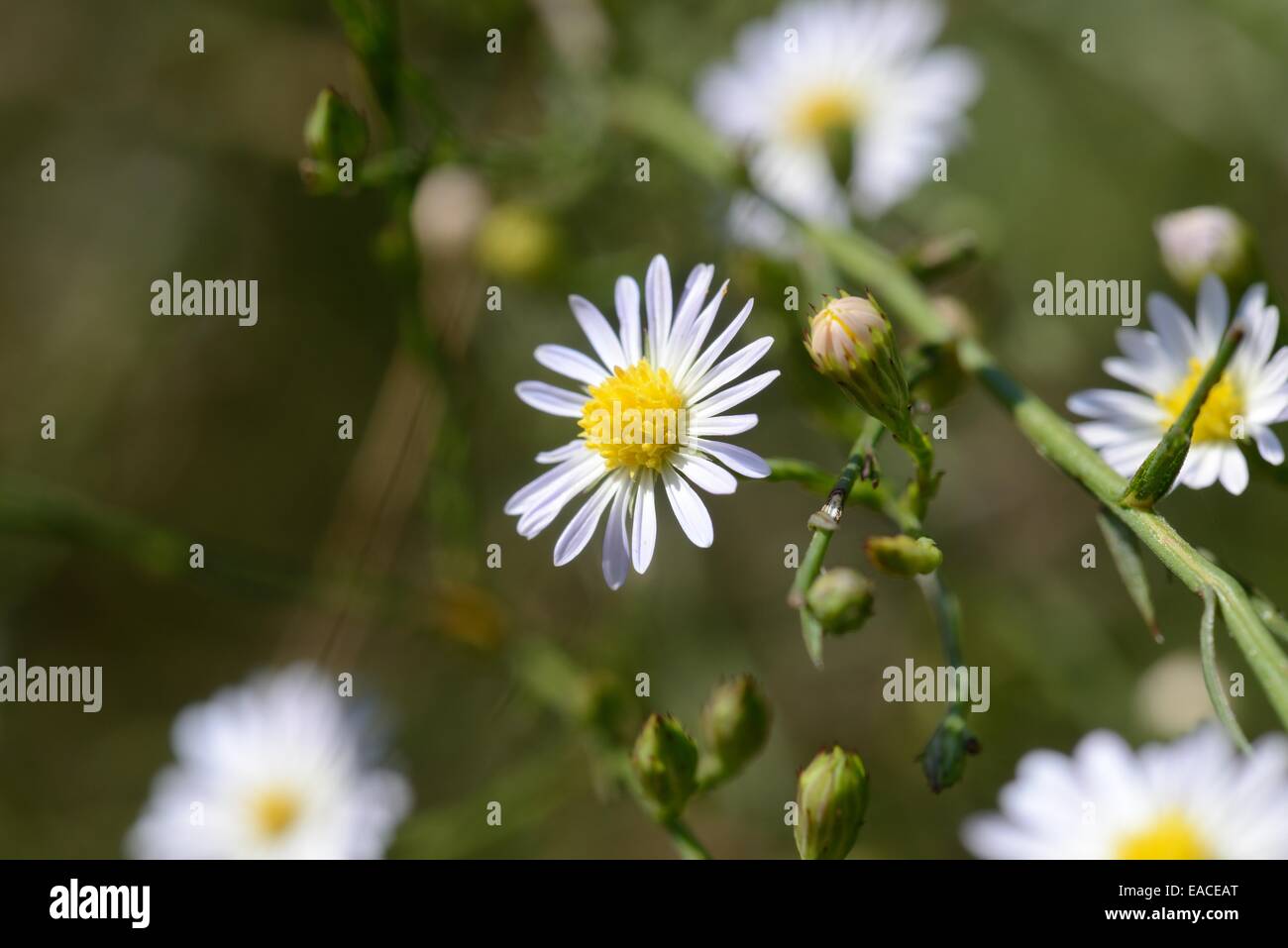 Roadside Aster - Aster exilis Stock Photo - Alamy