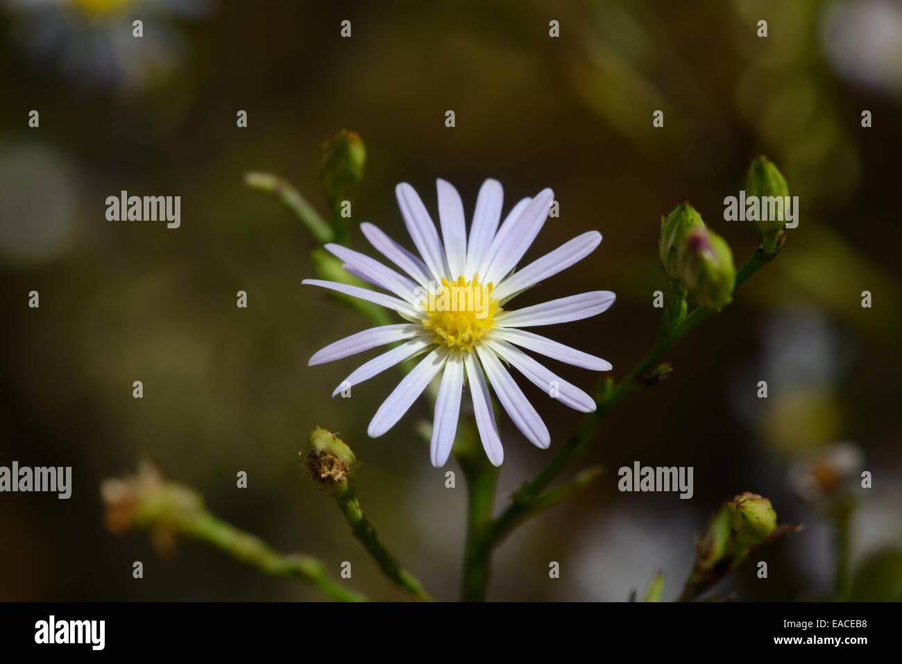 Roadside Aster - Aster exilis Stock Photo - Alamy