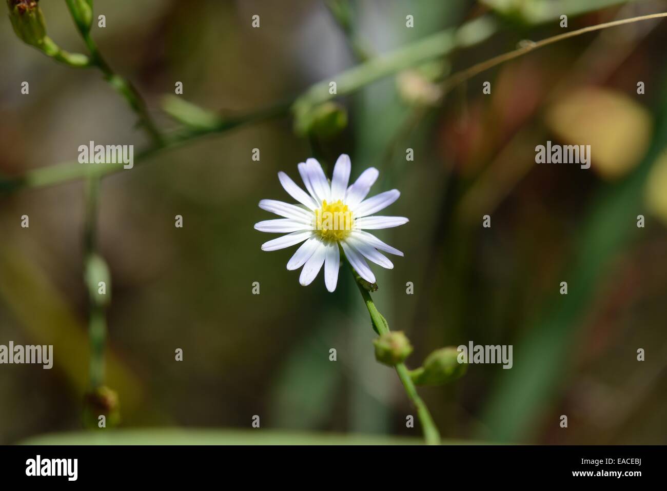 Roadside blossom hi-res stock photography and images - Alamy