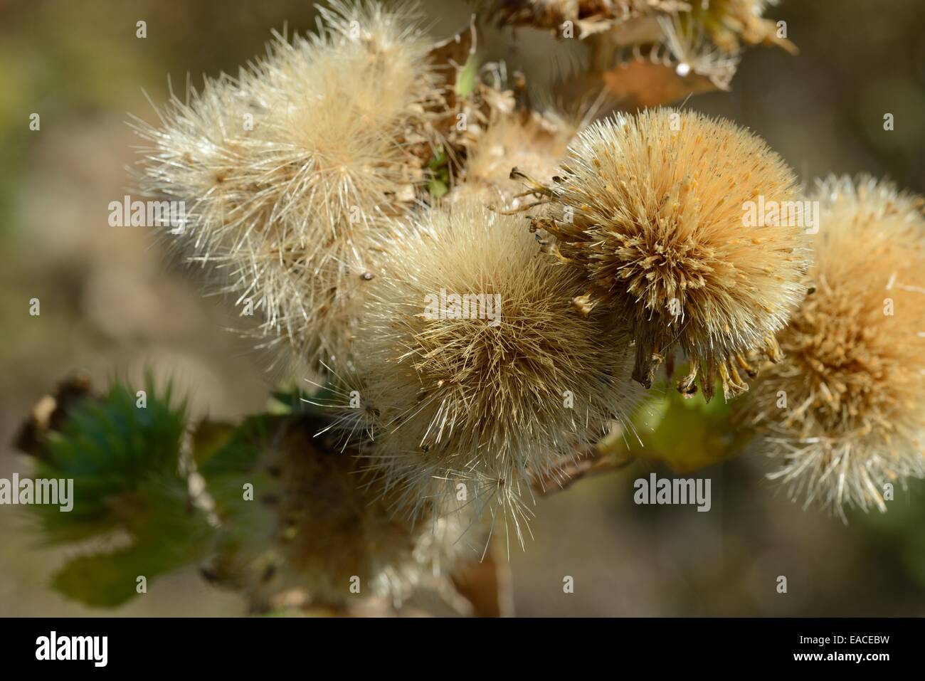 Daisy seeds hi-res stock photography and images - Alamy