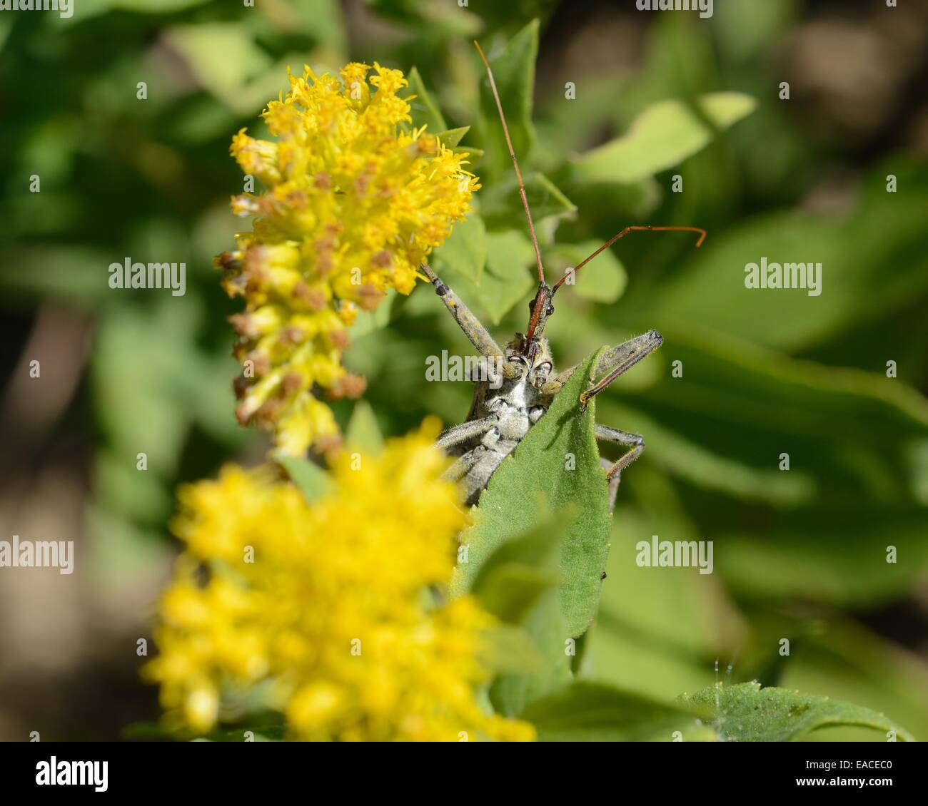 Wheel Bug - Arilus cristatus on Goldenrod Stock Photo - Alamy