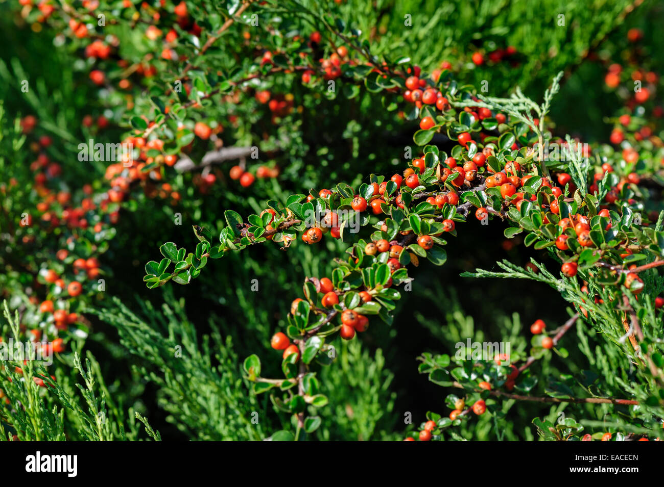 Cotoneaster shrub fall red berries hi-res stock photography and images ...