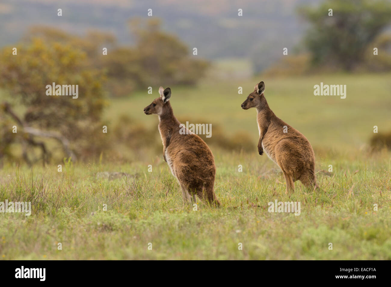 Gawler ranges hi-res stock photography and images - Alamy
