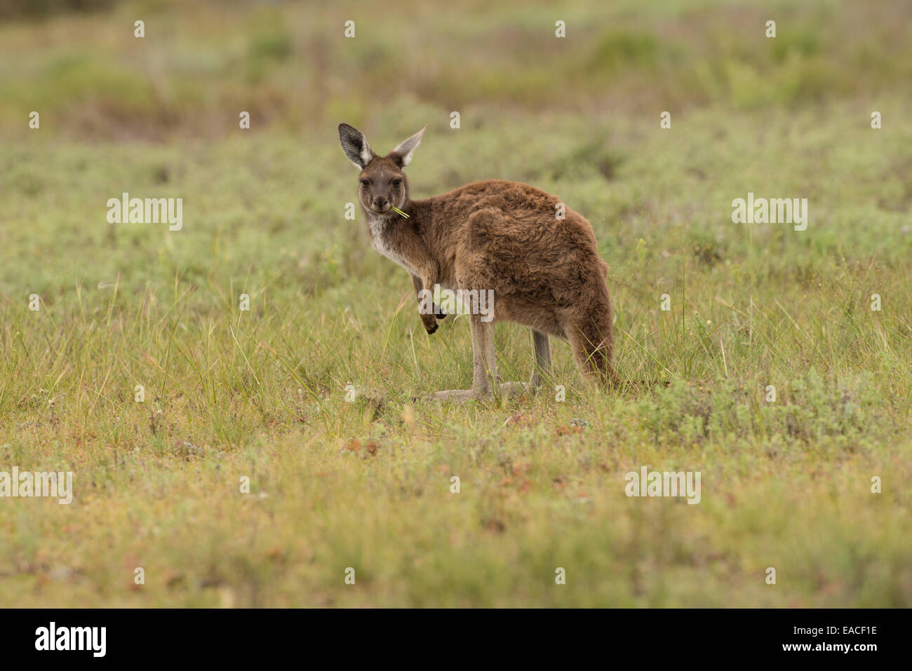 Stock photo of a western grey kangaroo standing in a meadow at the ...