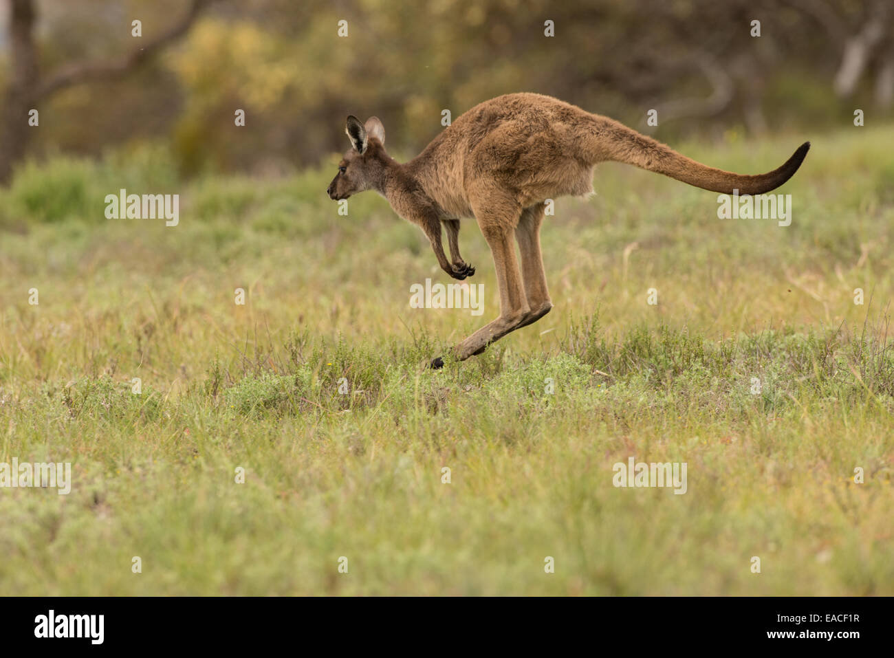 Stock photo of a western grey kangaroo hopping, Gawler Ranges ...
