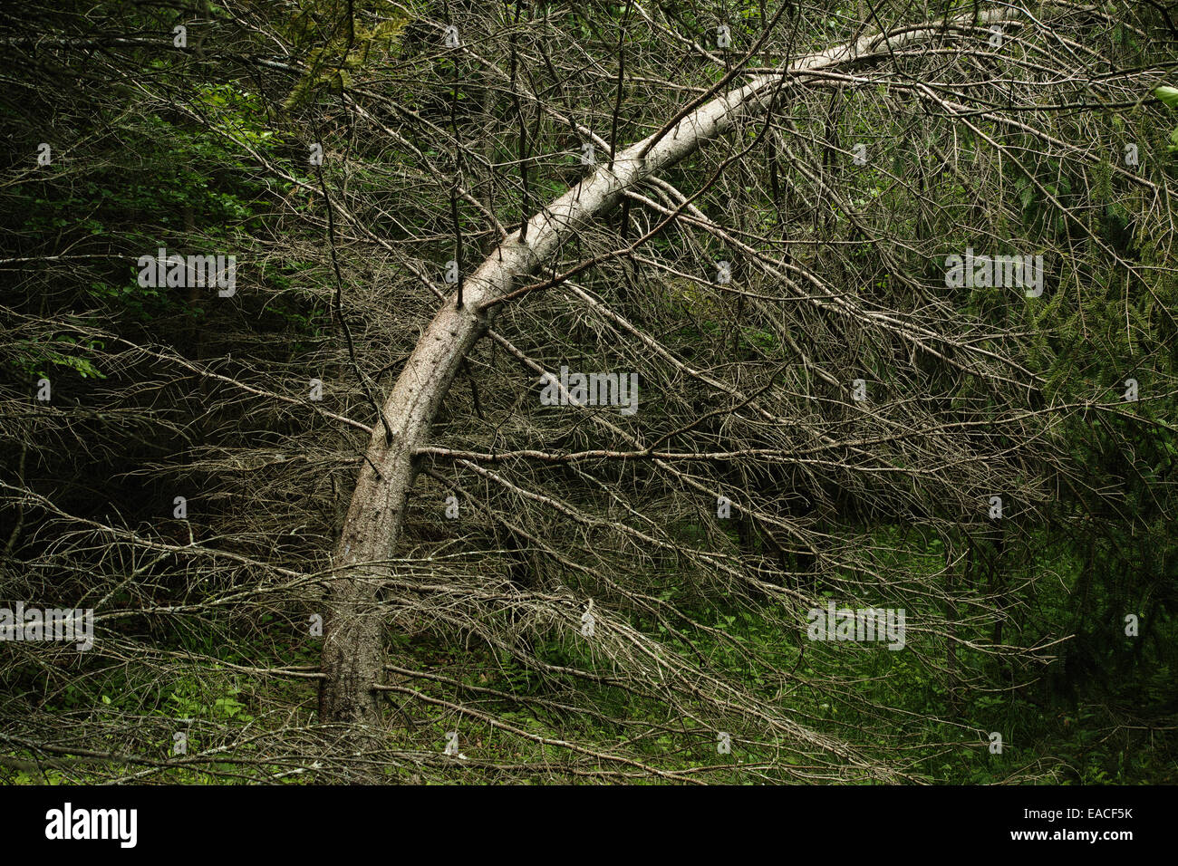 Canada Fine Tree Forest High Resolution Stock Photography and Images ...