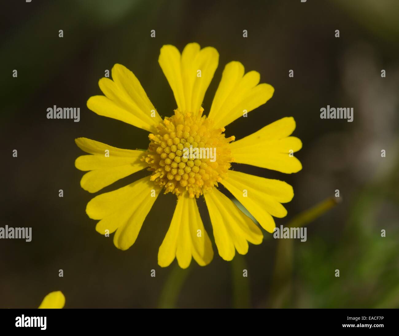 Bitter weed (Helenium amarum Stock Photo - Alamy