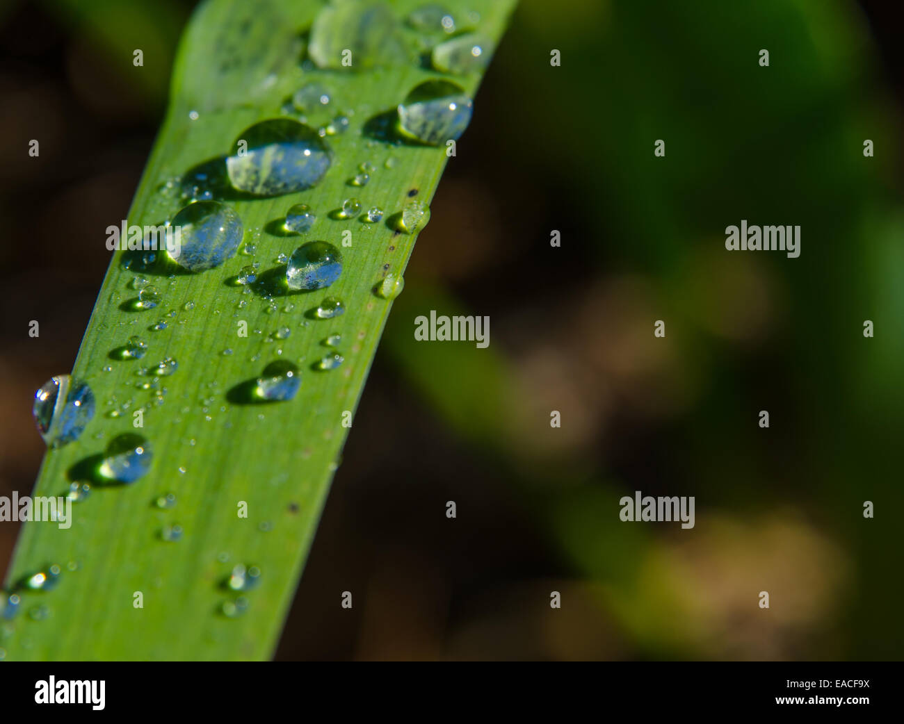 Dew drops rest on a green leaf after an early summer rain Stock Photo ...