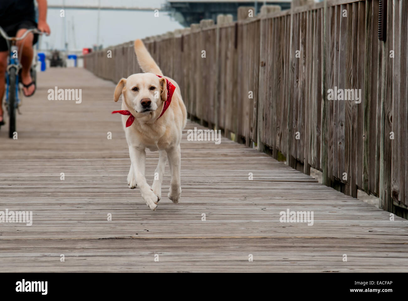 A white lab runs down a board walk in Charleston, Sout Carolina Stock ...