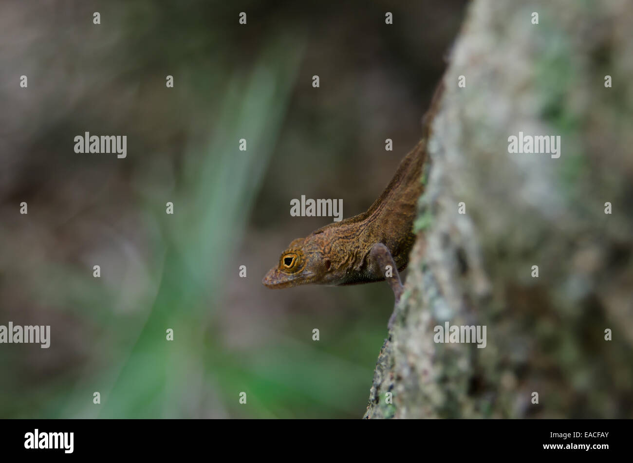A small brown lizard scampers on a tree in a Caribbean forest Stock ...