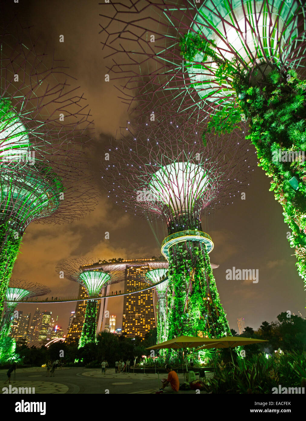 Immense supertrees illuminated against dark night sky in spectacular ...