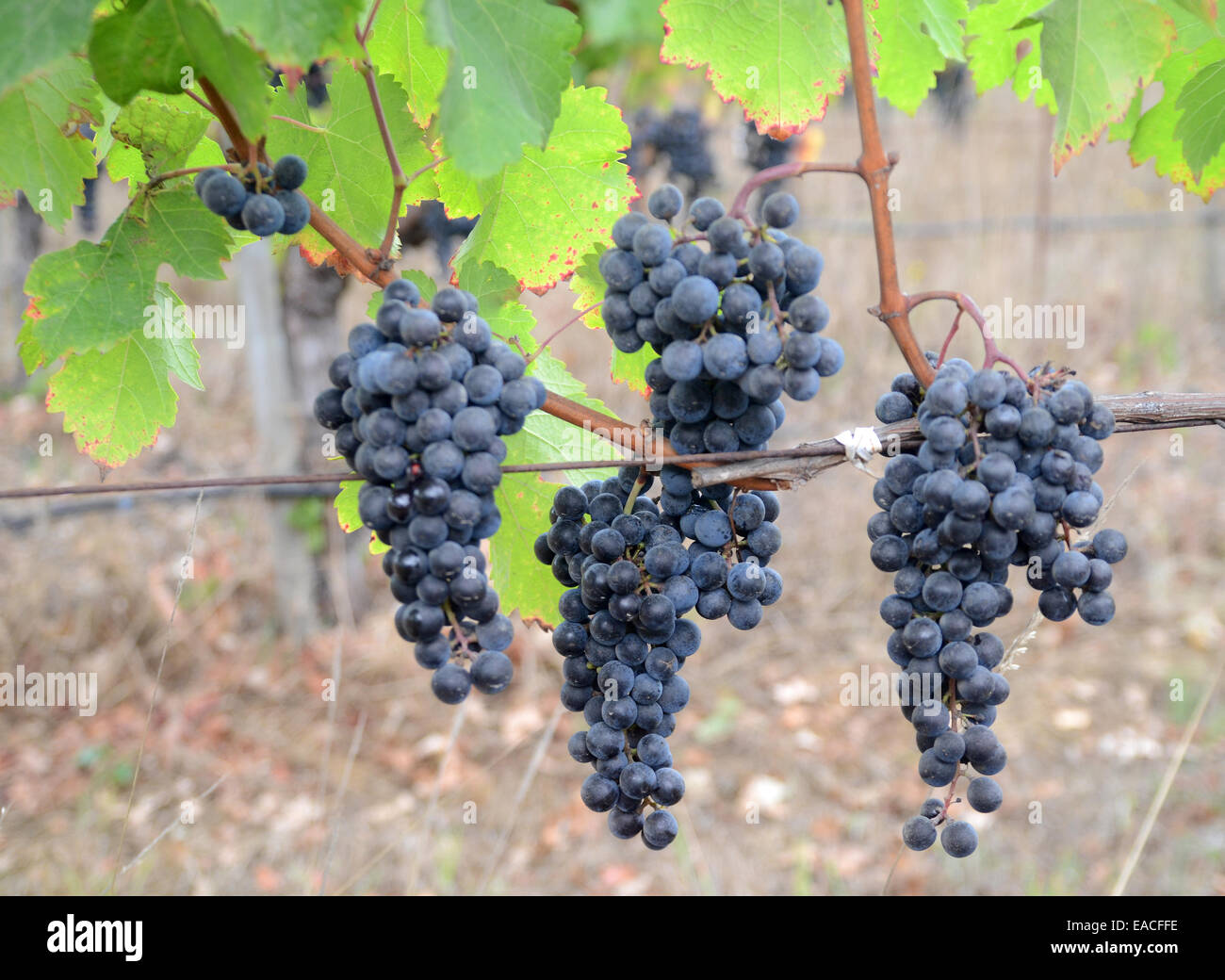Grapes growing at the Russian River Vineyards, Sonoma Valley ...