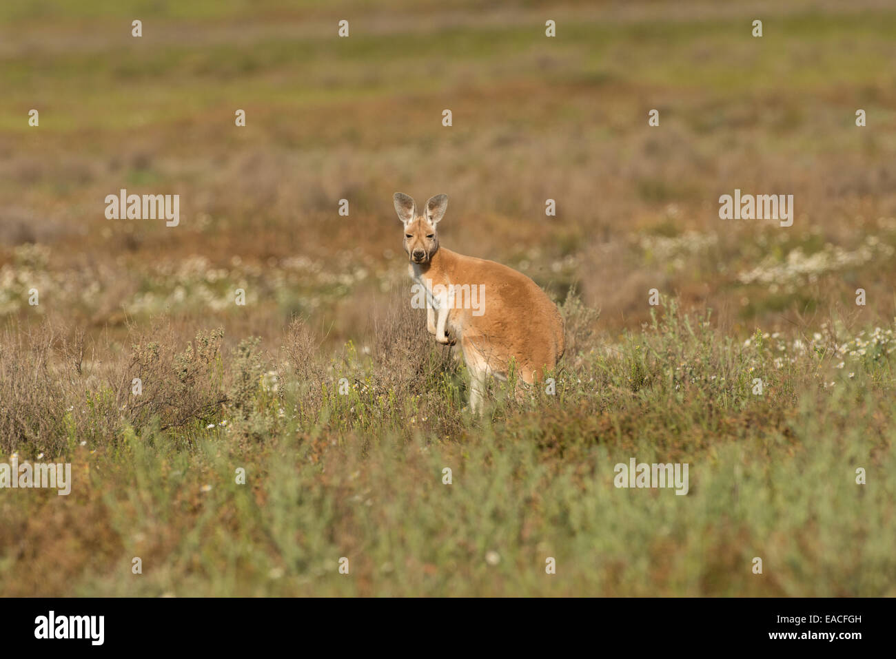 Stock photo of a red kangaroo standing Stock Photo - Alamy