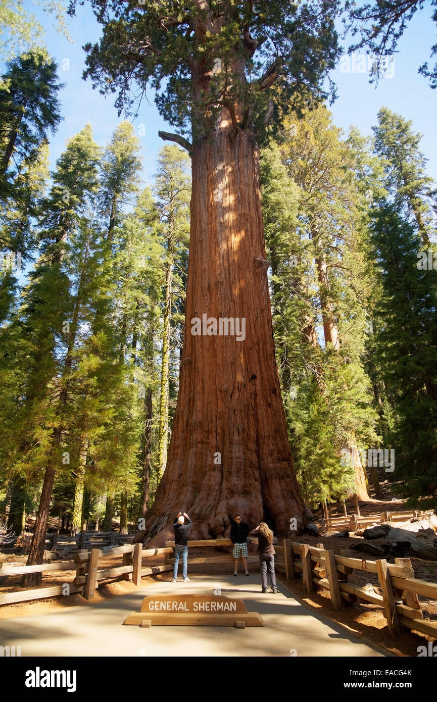 General sherman tree, world's largest sequoia tree, Sequoia National ...