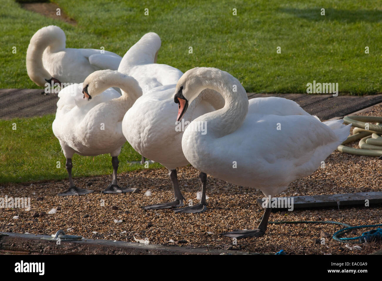 Swans legs hi-res stock photography and images - Alamy