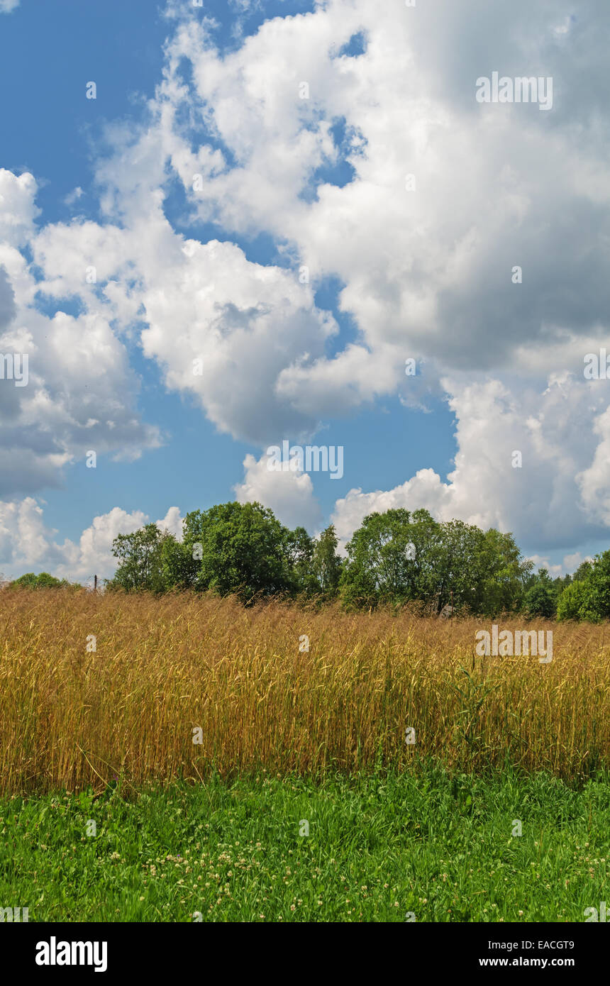 Rural field, wheat and gardens Stock Photo - Alamy