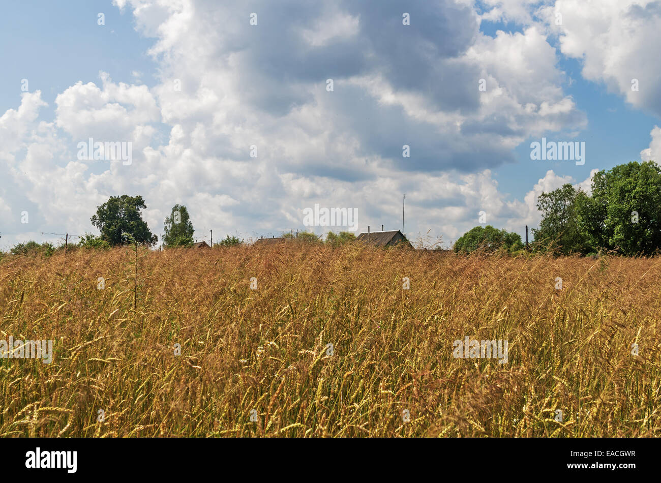 Rural field, wheat, house roofs and gardens Stock Photo - Alamy