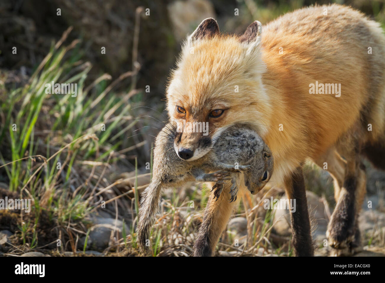 Red fox in denali hi-res stock photography and images - Alamy