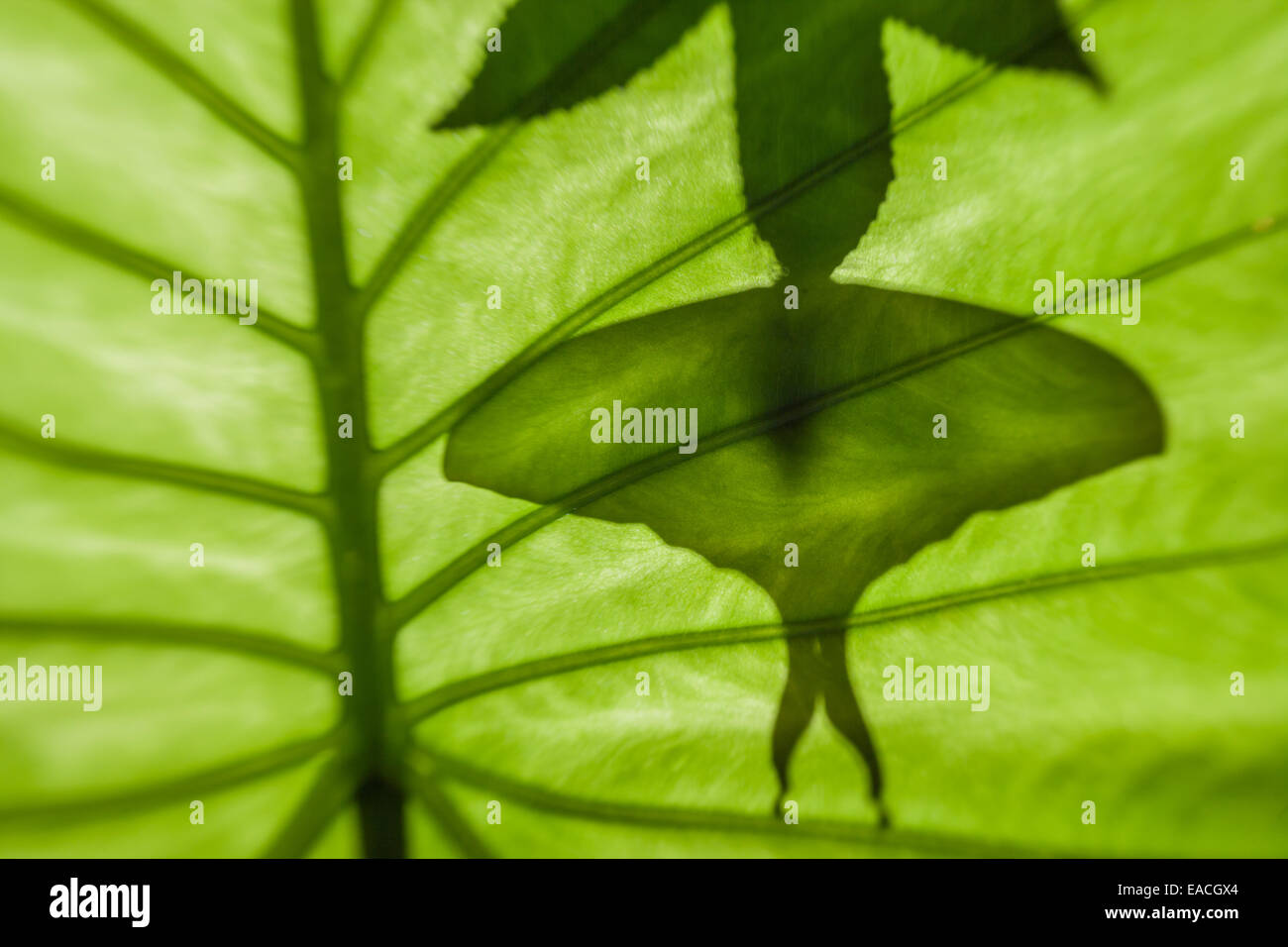 Indian Moon Moth silhouette hanging from Sweetgum leaf Stock Photo - Alamy
