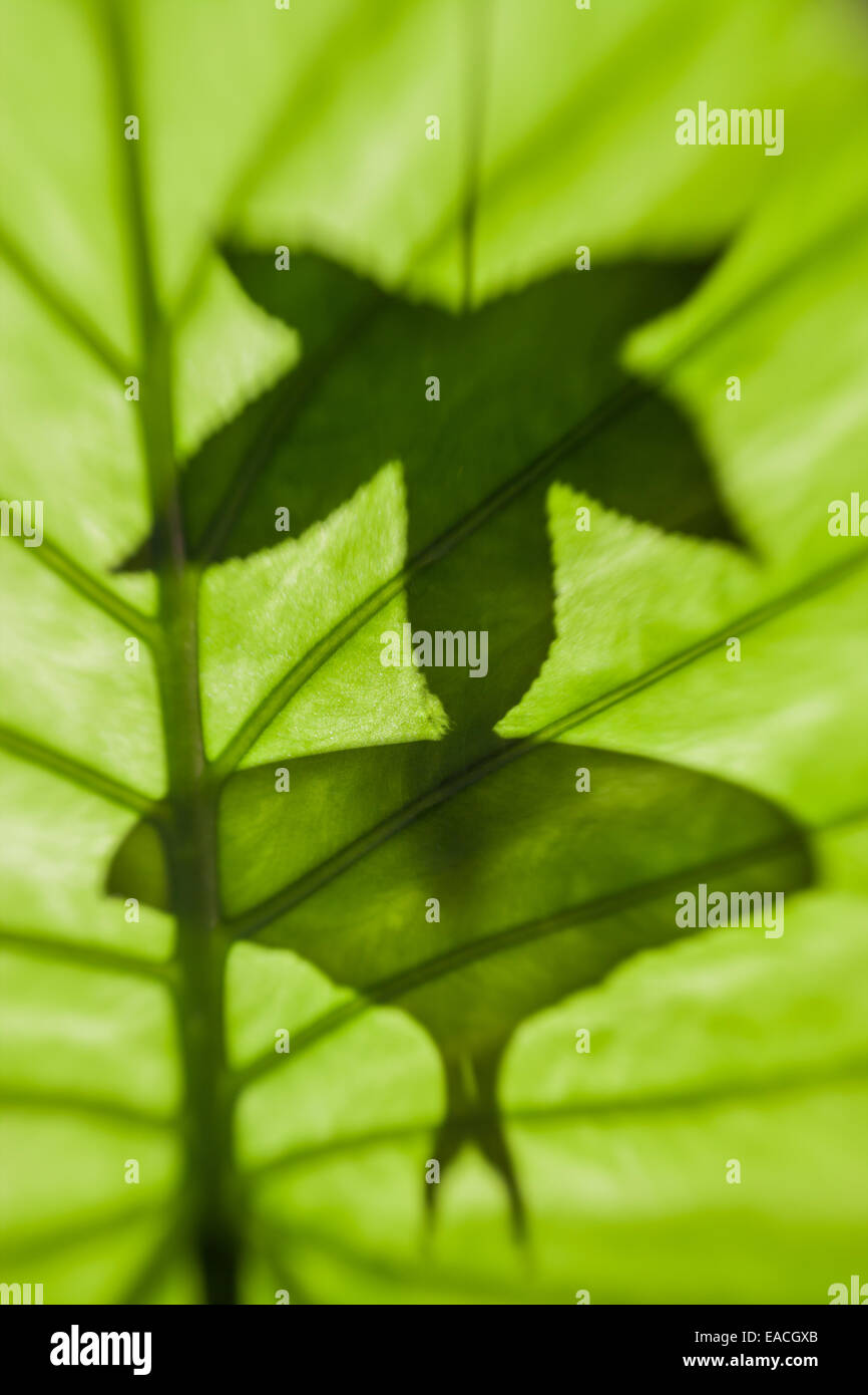 Indian Moon Moth silhouette hanging from Sweetgum leaf Stock Photo - Alamy