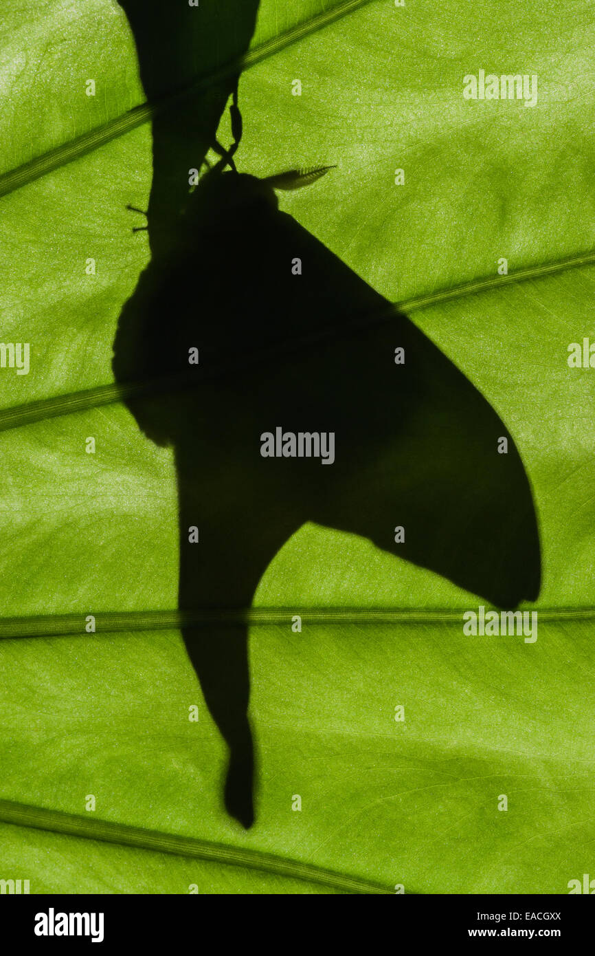 Indian Moon Moth backlit silhouette on leaf Stock Photo - Alamy
