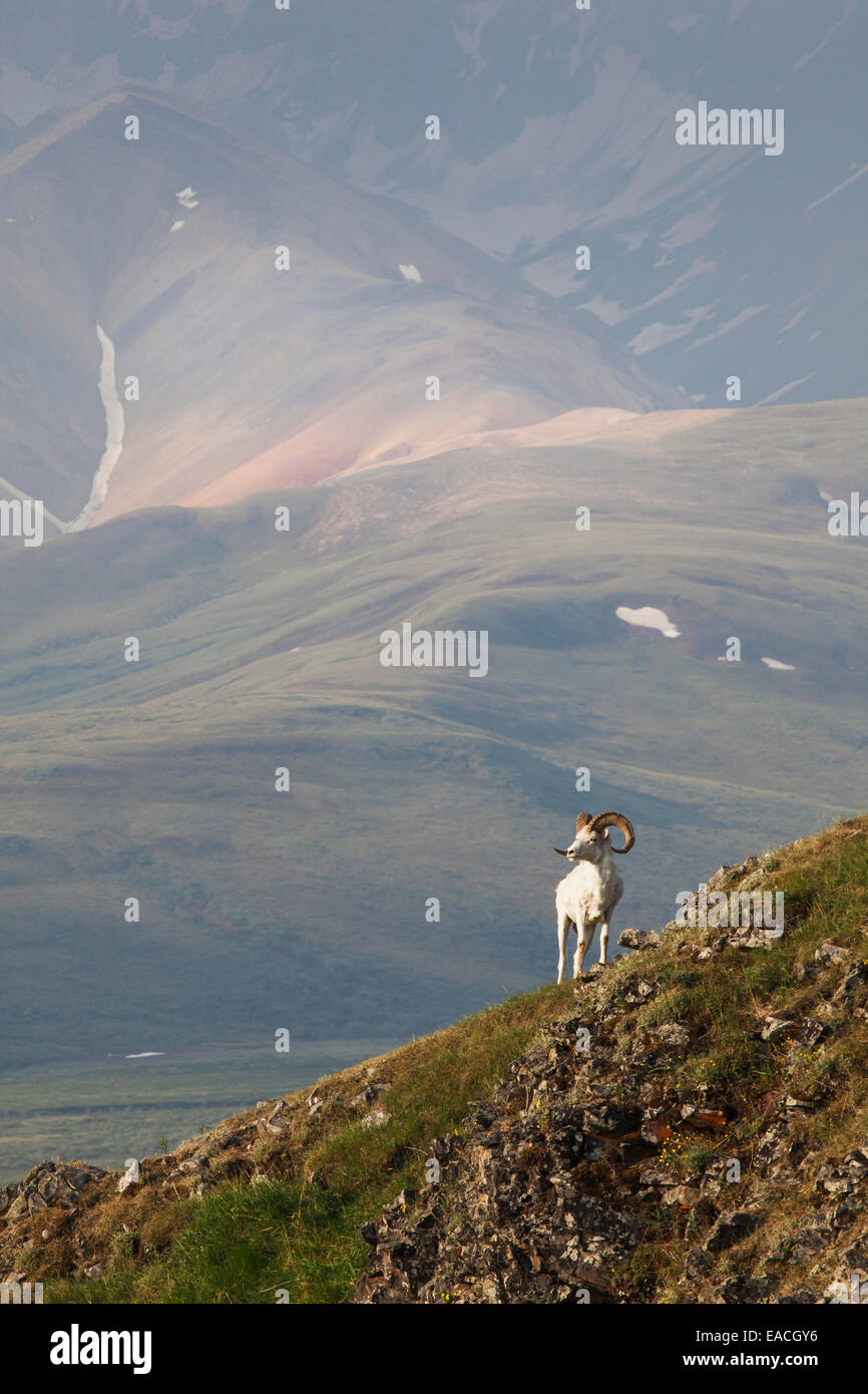 Alaska,Dall Sheep,Scenic,Denali Np Stock Photo - Alamy
