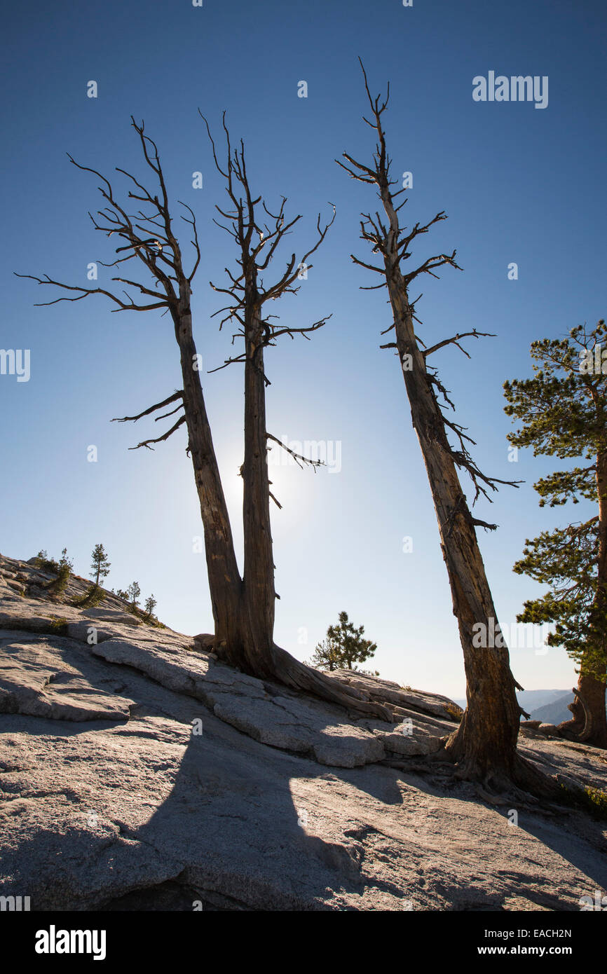 Dead trees on Sentinel Dome in Yosemite National Park, California, USA ...