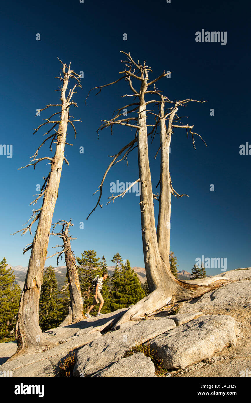 Dead trees on Sentinel Dome in Yosemite National Park, California, USA ...