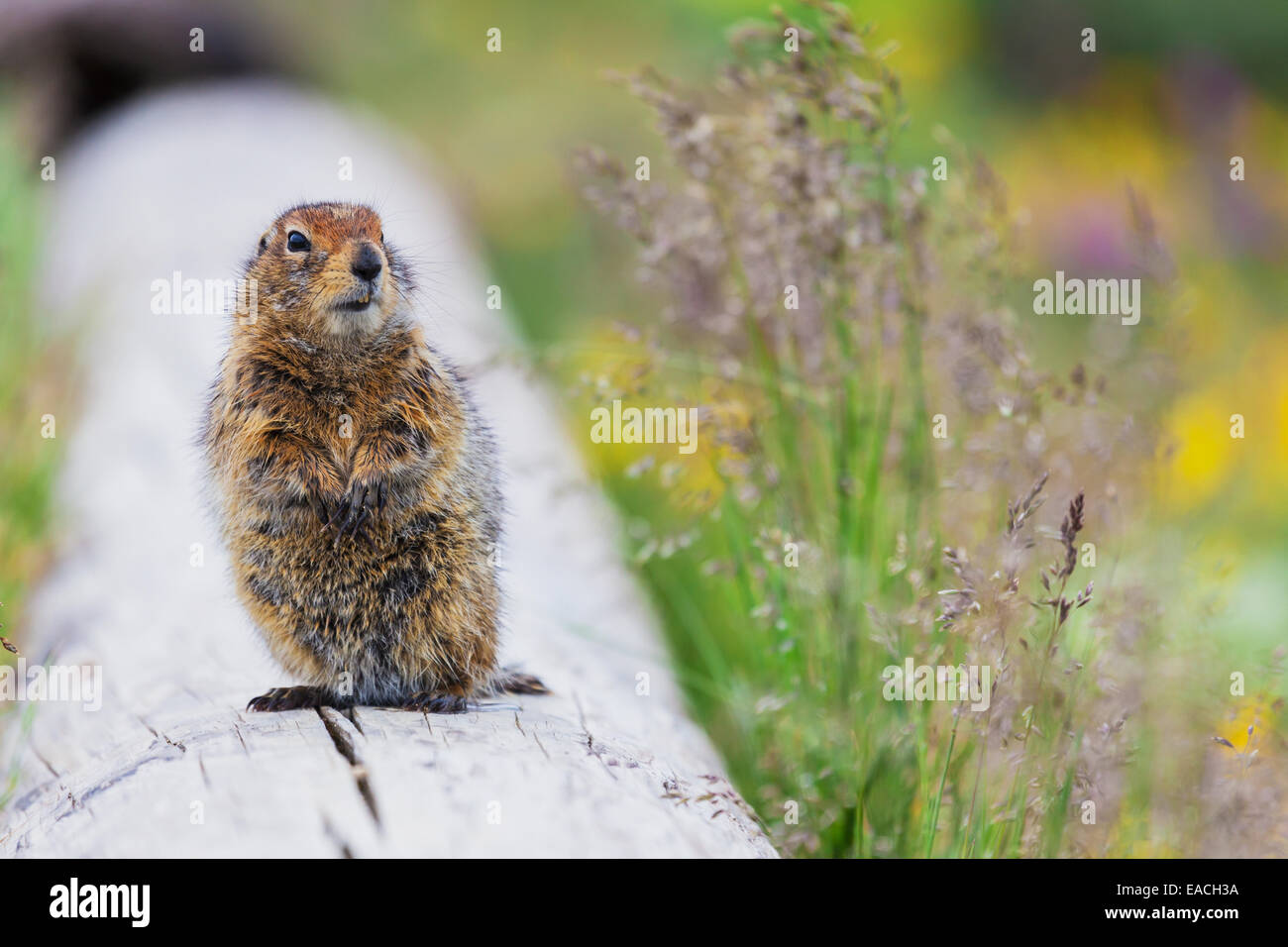 A ground squirrel sits on a sun-bleached log with flowers in the ...