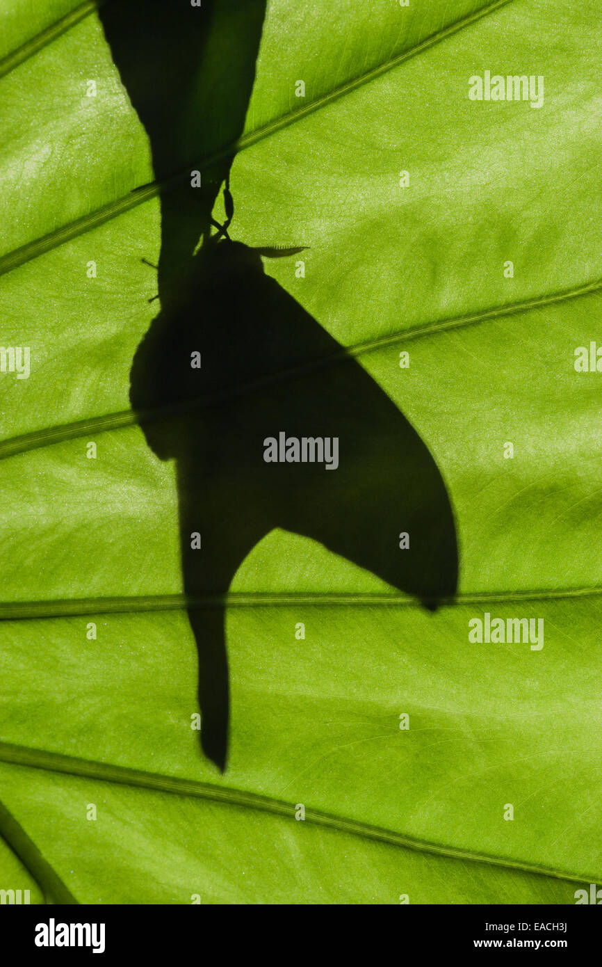 Indian Moon Moth backlit silhouette on leaf Stock Photo - Alamy