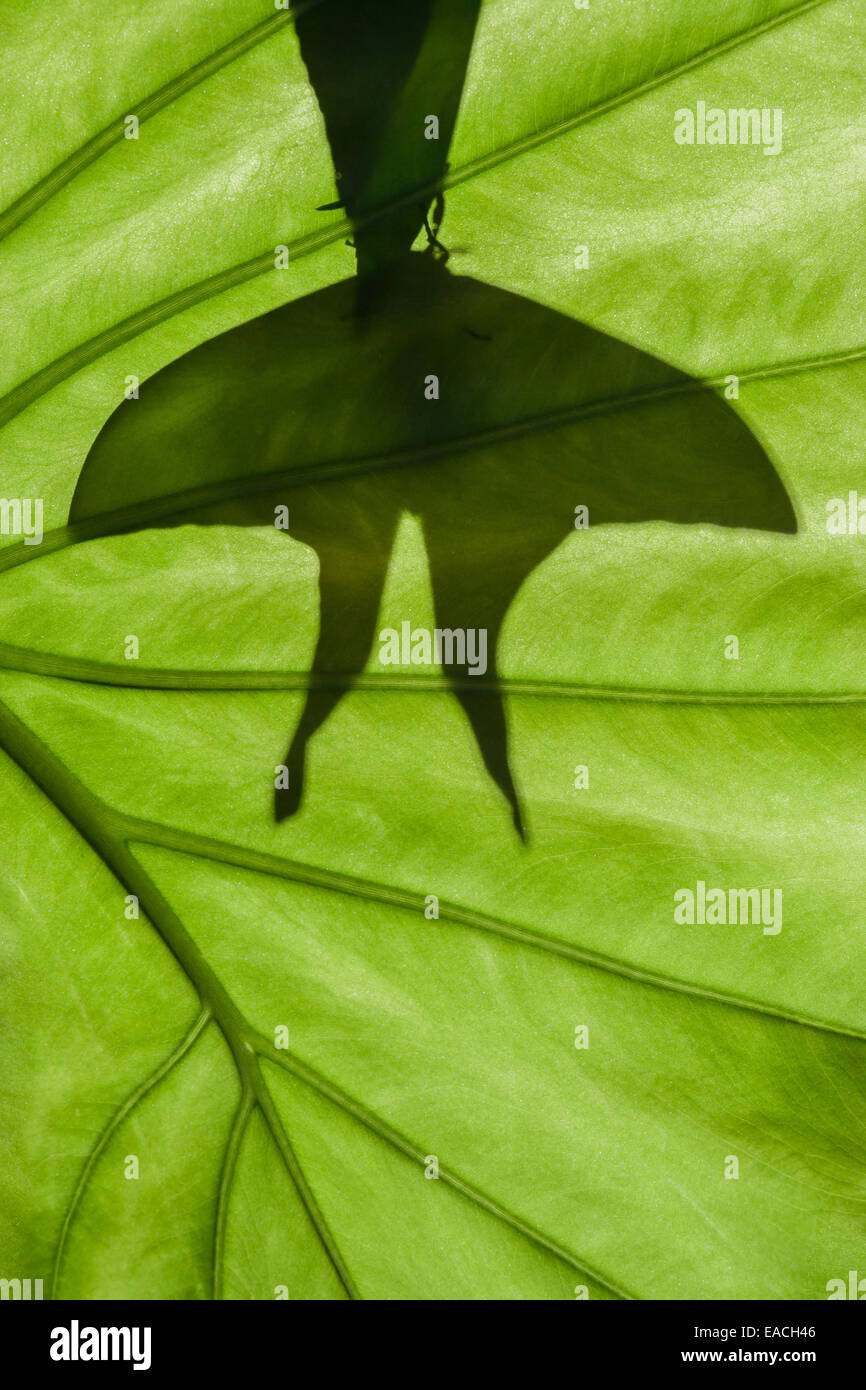 Indian Moon Moth backlit silhouette on leaf Stock Photo - Alamy