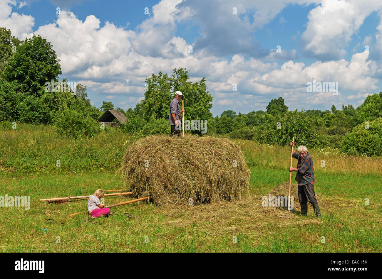 Hay drying, transportation and haystacks for cows and horses in the ...