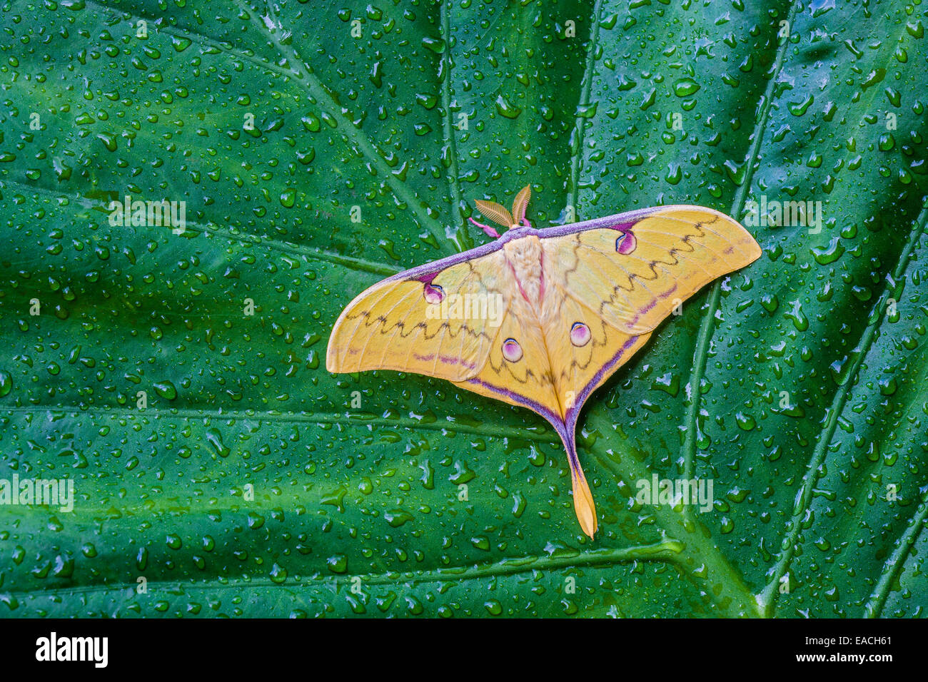 Chinese Moon Moth newly hatched displaying eyespots on rain soaked leaf ...