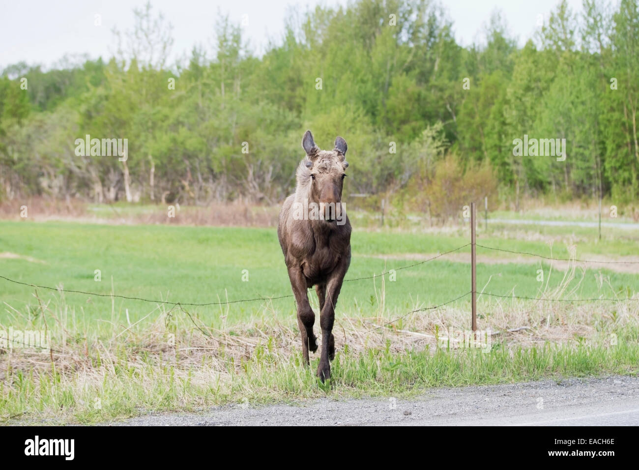 Running moose hi-res stock photography and images - Alamy