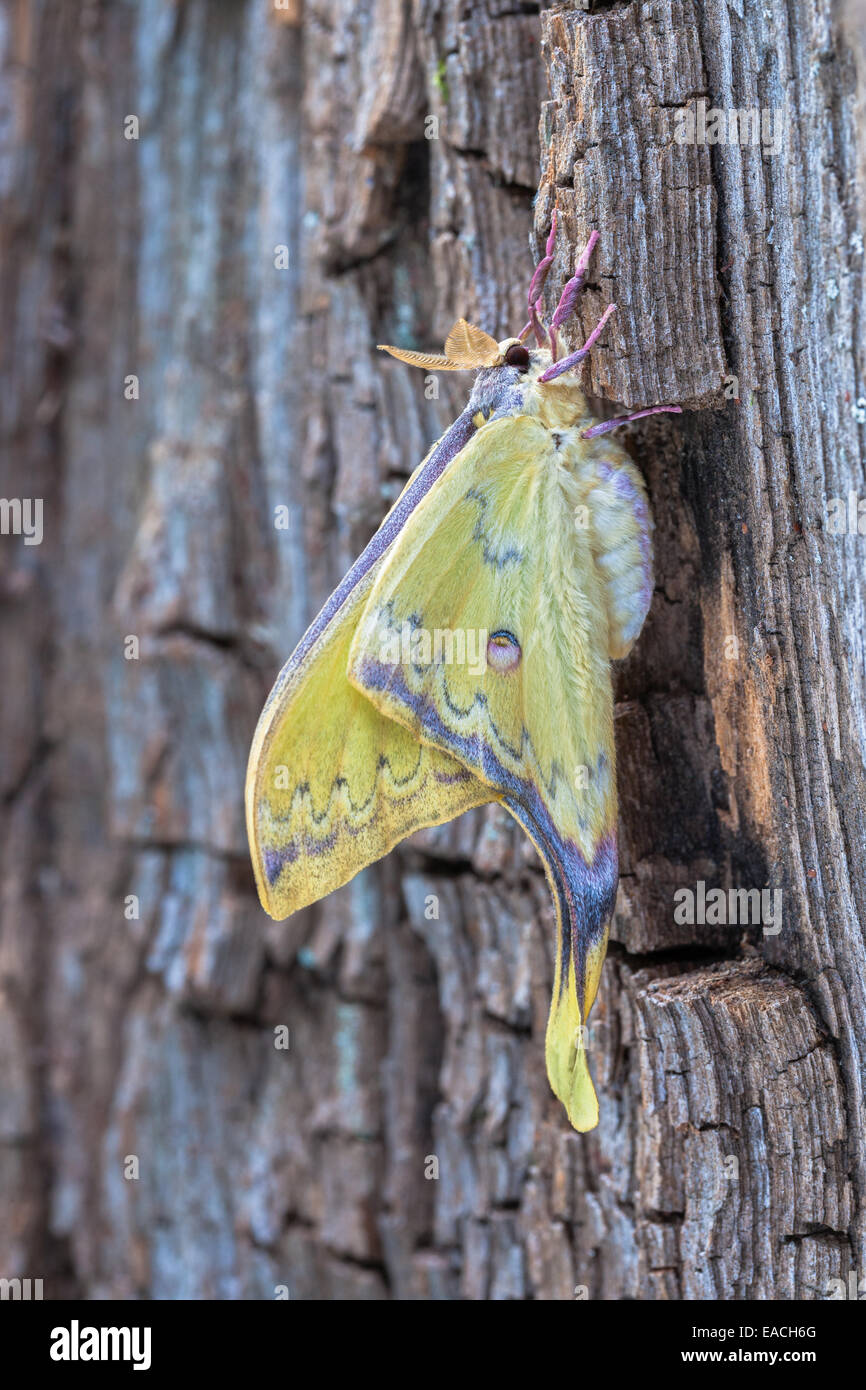 Brown tailed moth hi-res stock photography and images - Alamy