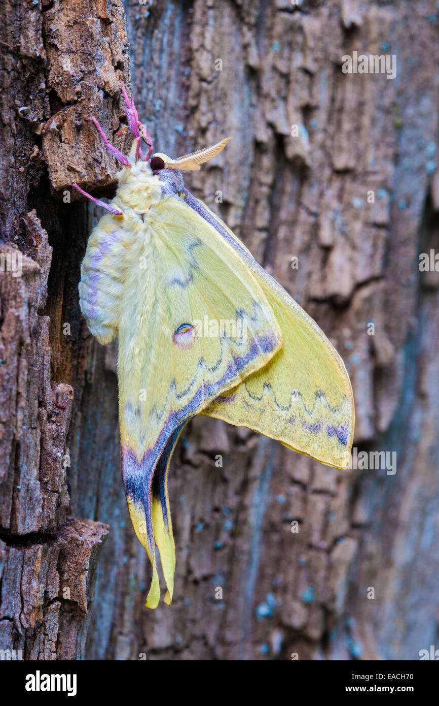 Chinese Moon Moth male in process of drying wings just after emerging ...