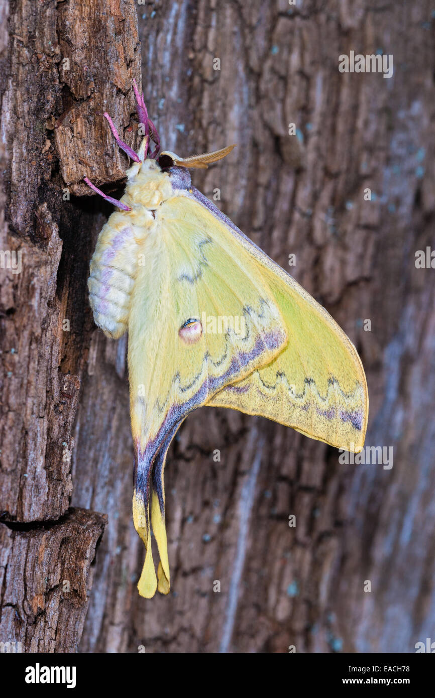 Chinese Moon Moth male in process of drying wings just after emerging ...