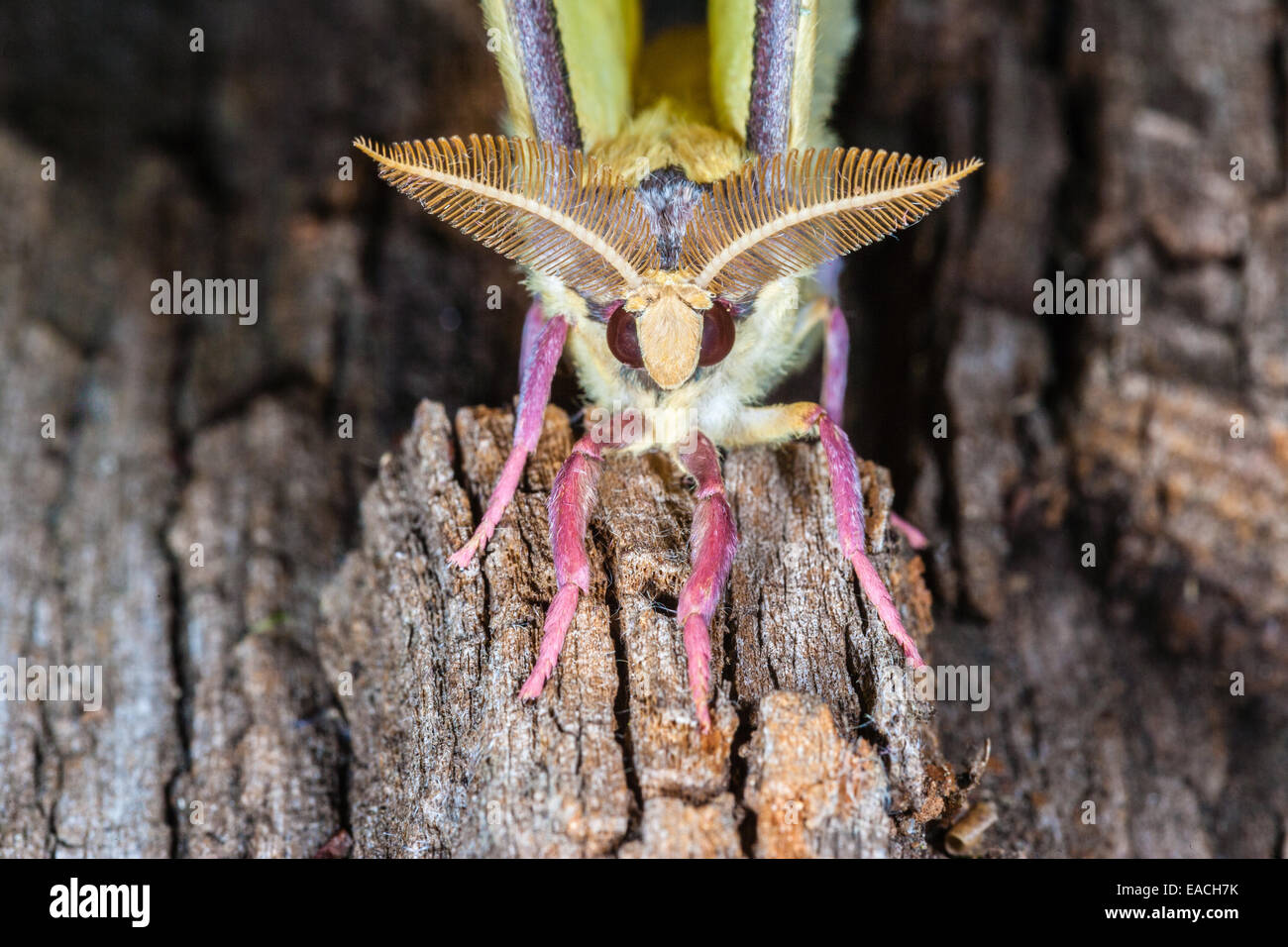 Chinese Moon Moth newly hatched male showing his feathery antenna Stock ...