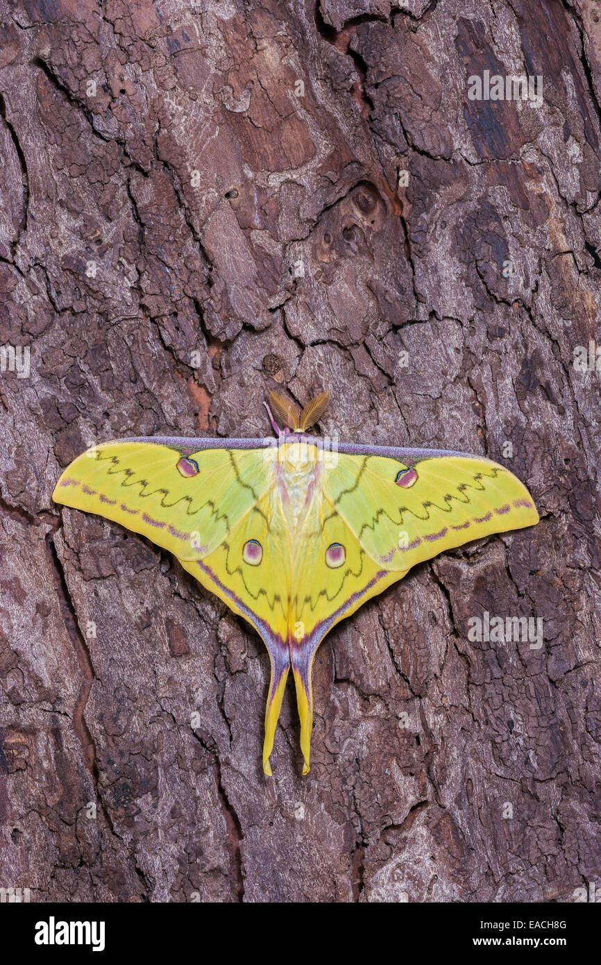 Moth feathery antenna hi-res stock photography and images - Alamy