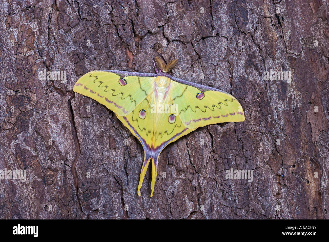 Chinese moon moth hi-res stock photography and images - Alamy