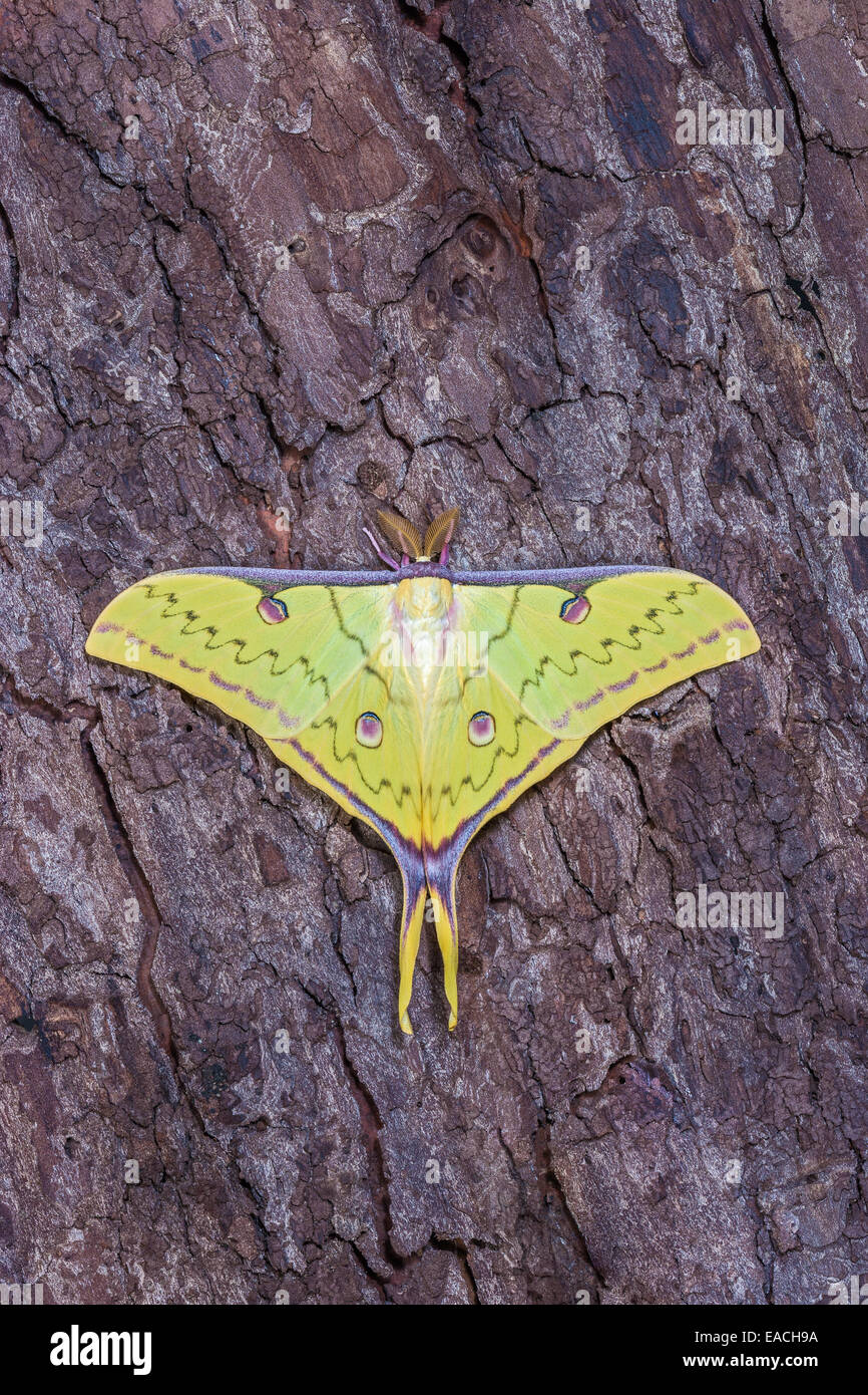 Chinese Luna Moth
