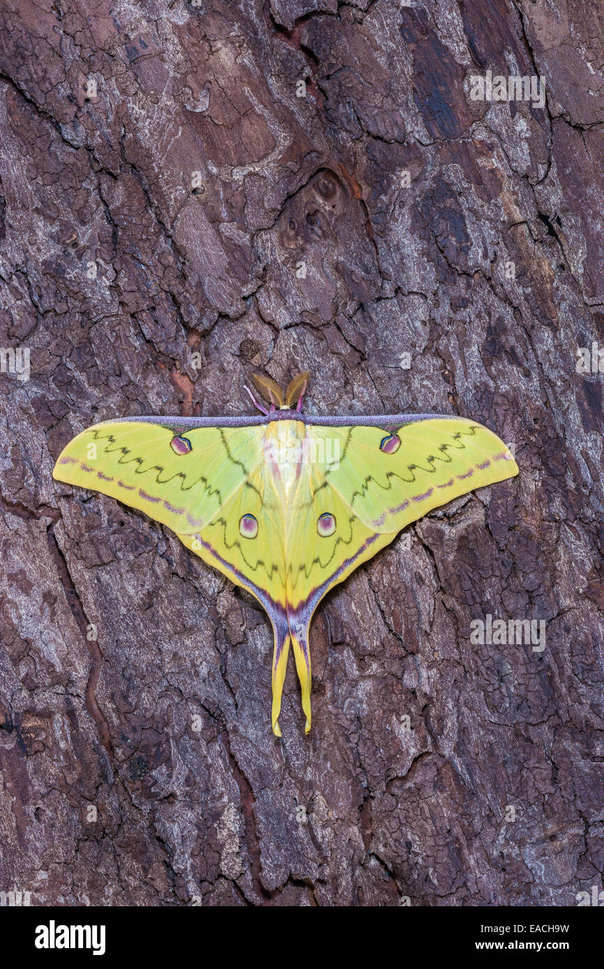 Chinese moon moth hi-res stock photography and images - Alamy