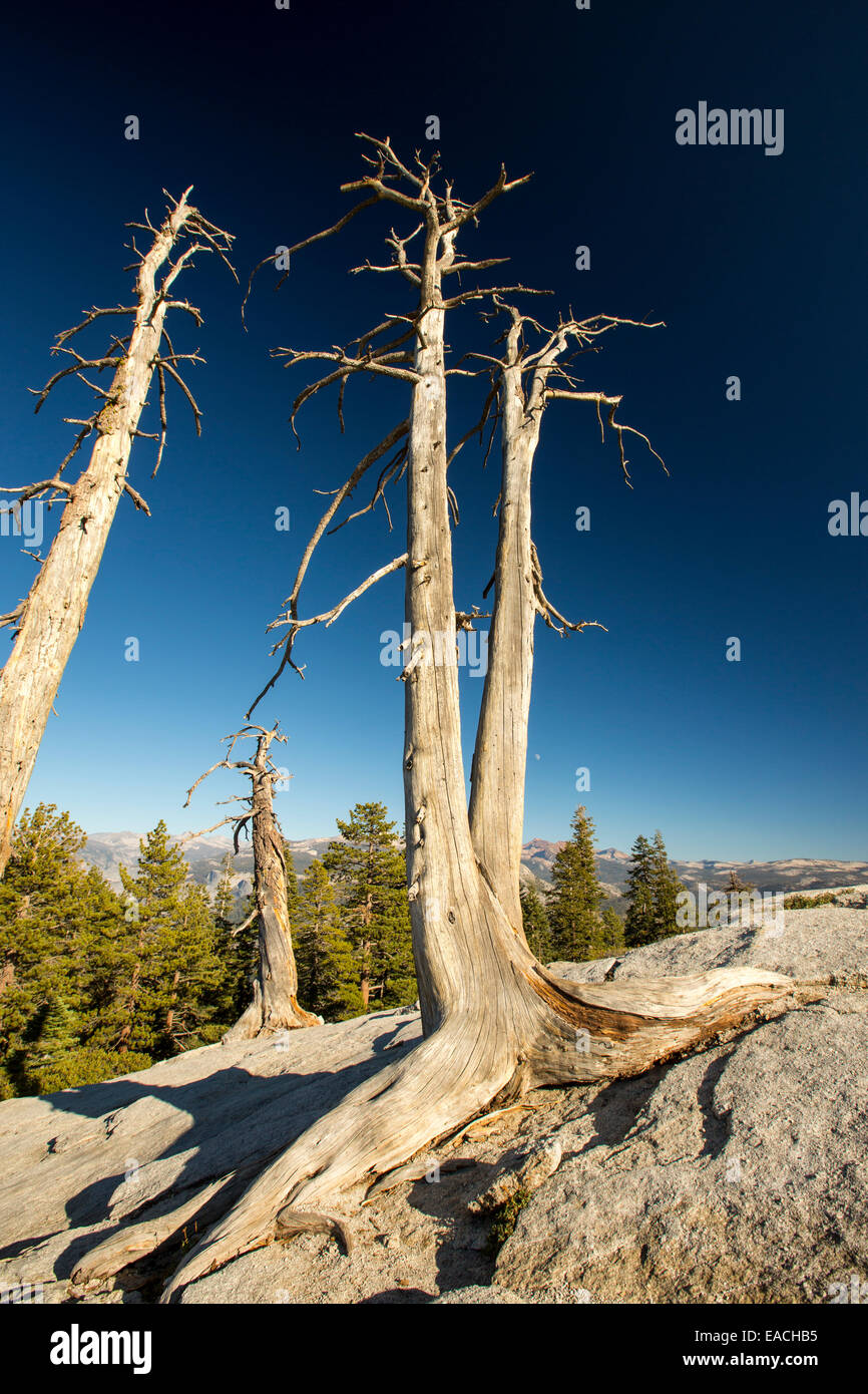 Dead trees on Sentinel Dome in Yosemite National Park, California, USA ...
