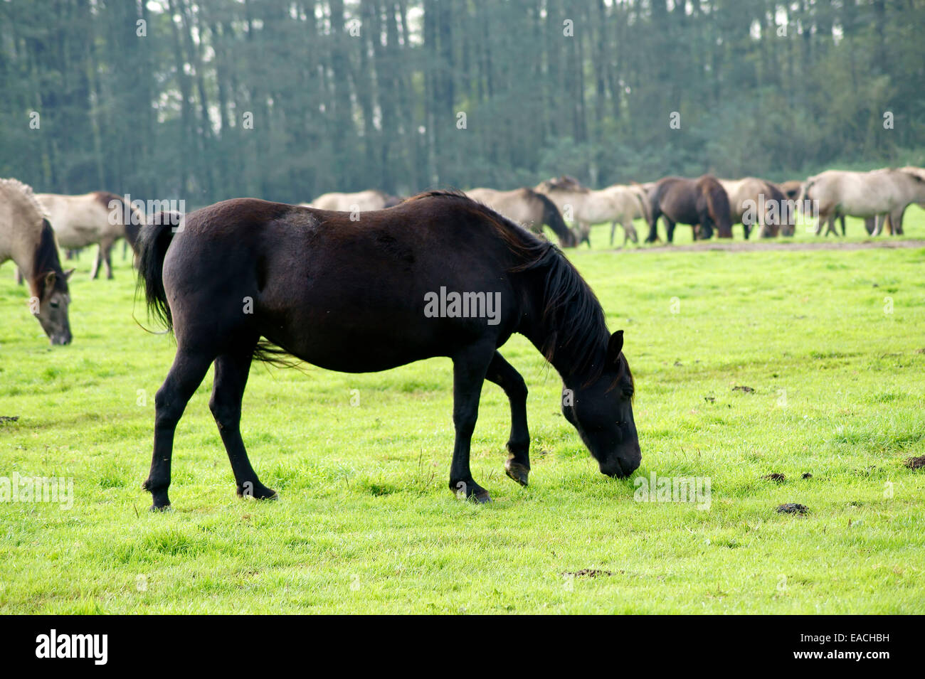Black stallion horse hi-res stock photography and images - Alamy