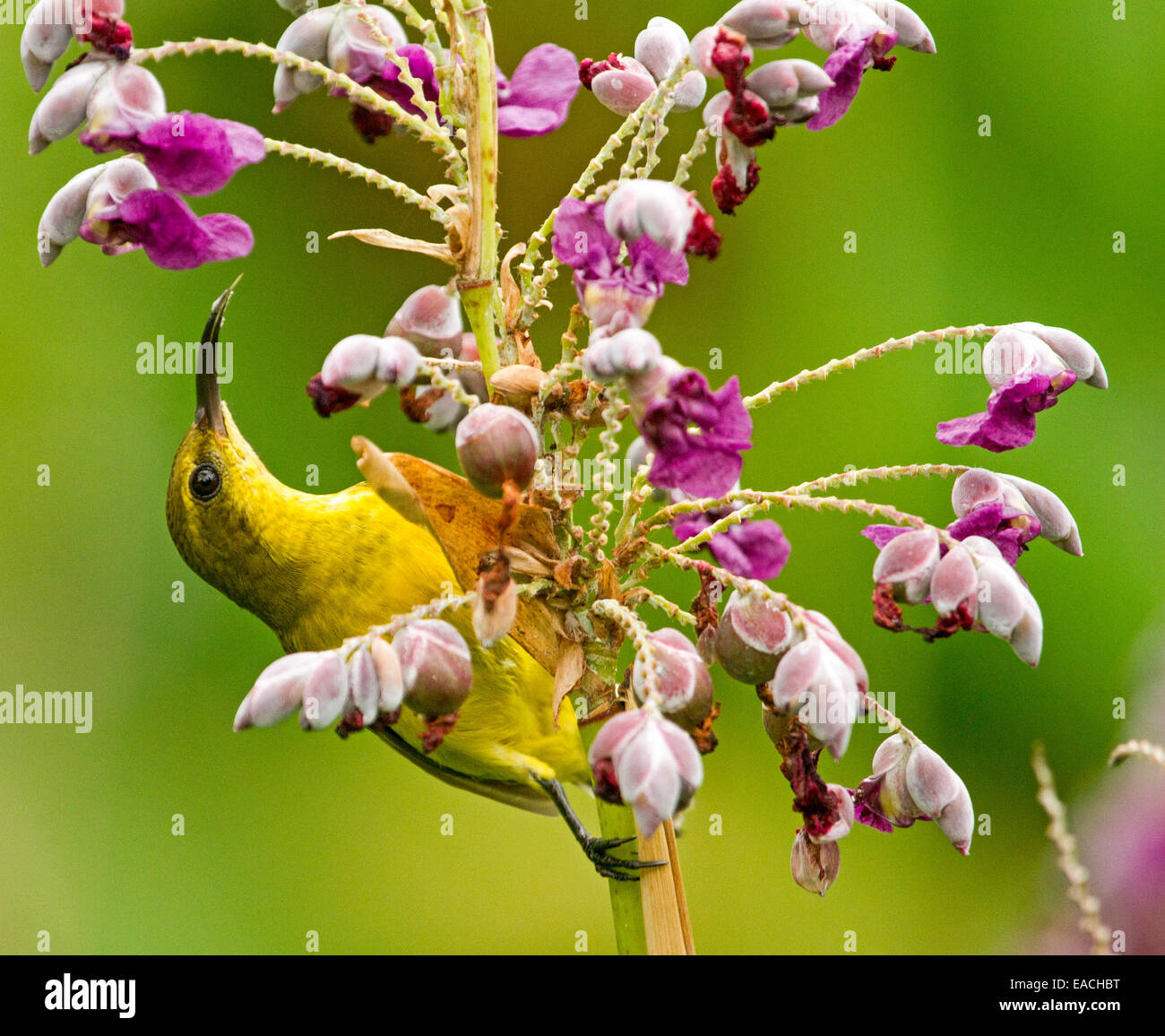 Female olive-backed / yellow-bellied sunbird, Cinnyris jugularis, in ...