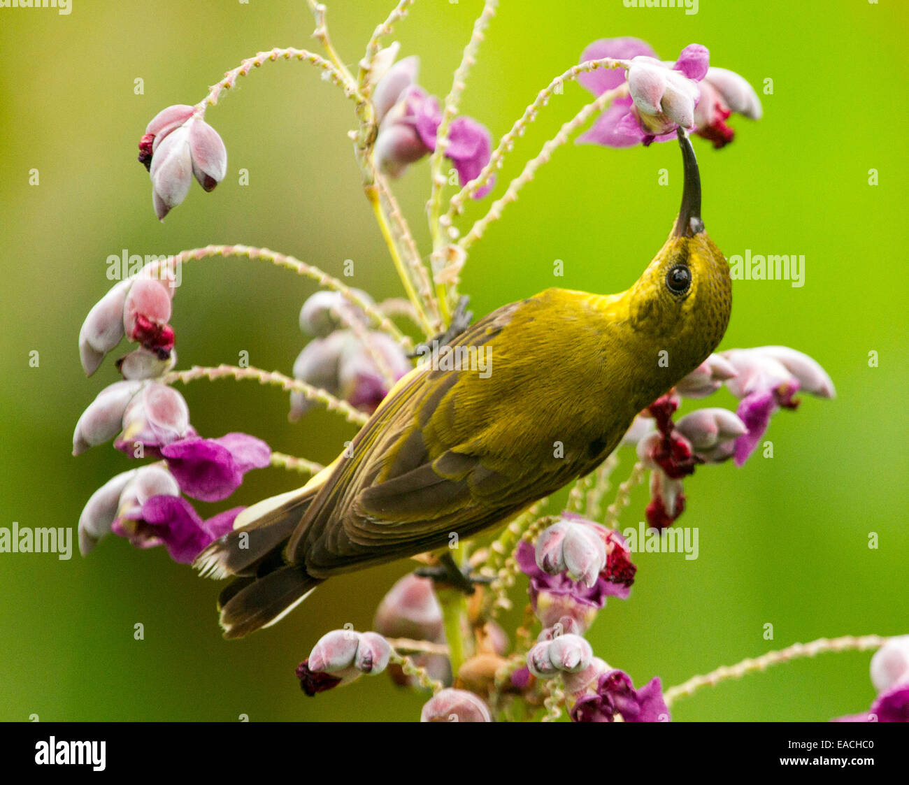 Female olive-backed / yellow-bellied sunbird, Cinnyris jugularis, in ...